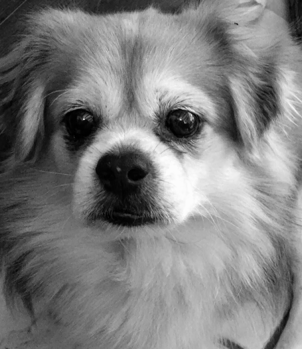 Dog-Related Links – Lost Dutchman Kennel Club